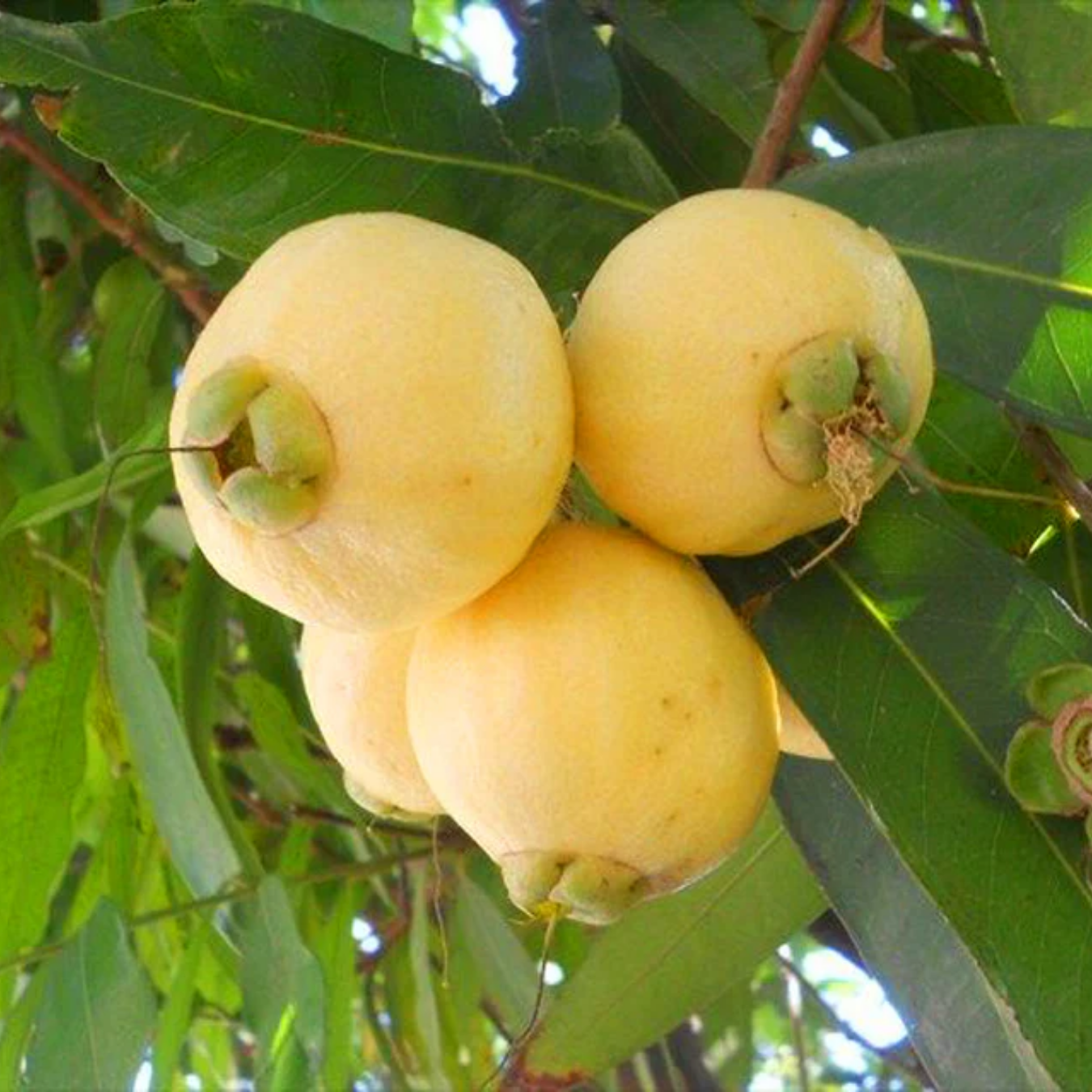 Rose Apple / Panineer Champa - Syzygium jambos Fruit Plant – M-Tech Gardens