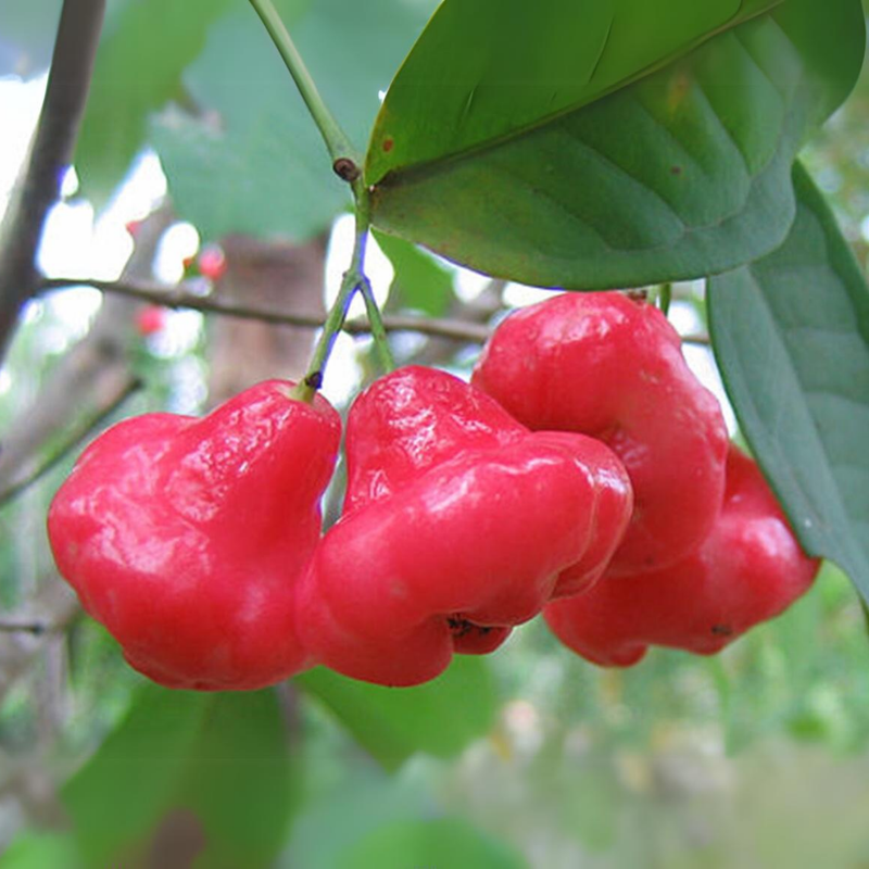 Rose Water Apple / Champa - Syzygium samarangense Fruit Plant – M-Tech ...