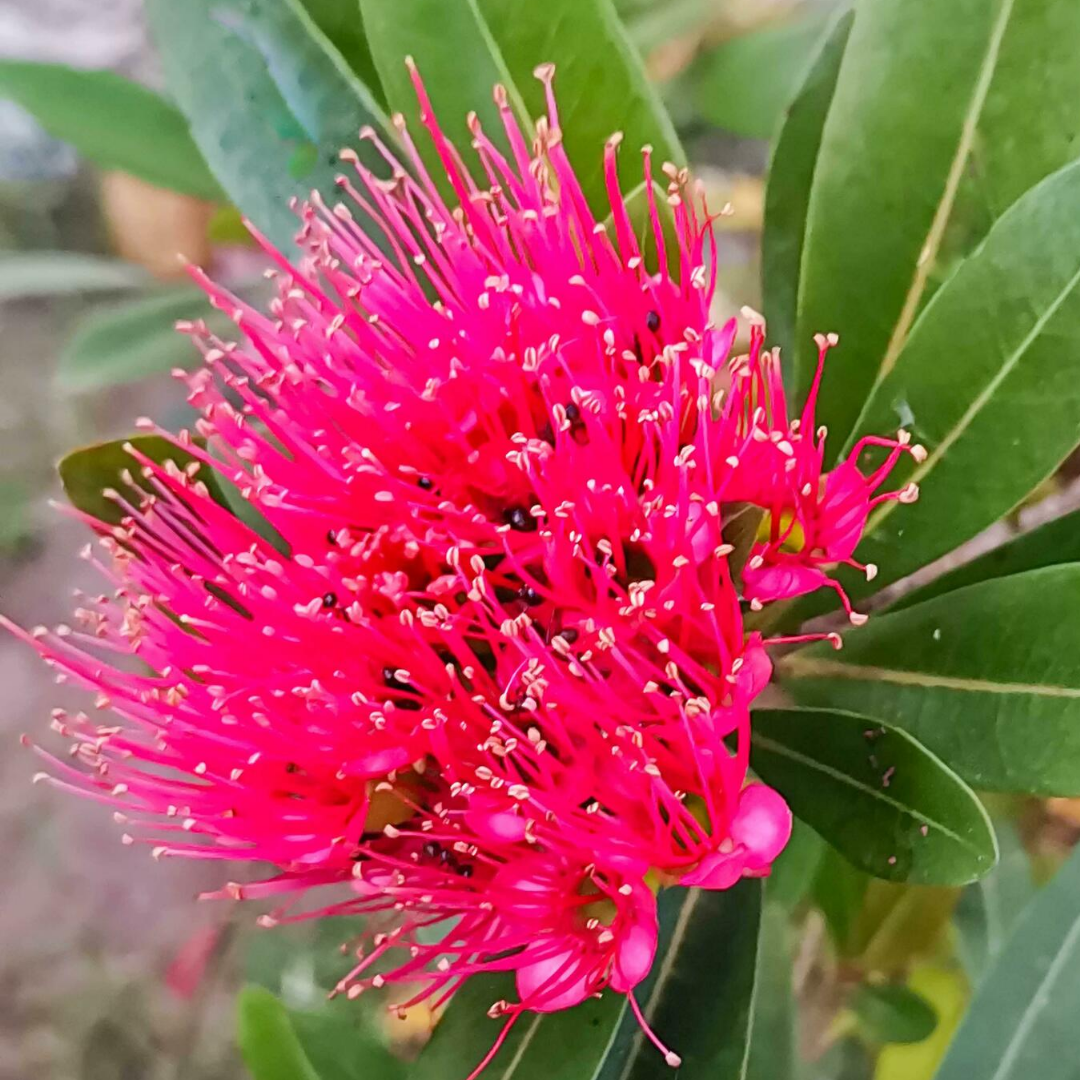 Rosida - Pink - Hybrid Flower Plant – M-Tech Gardens