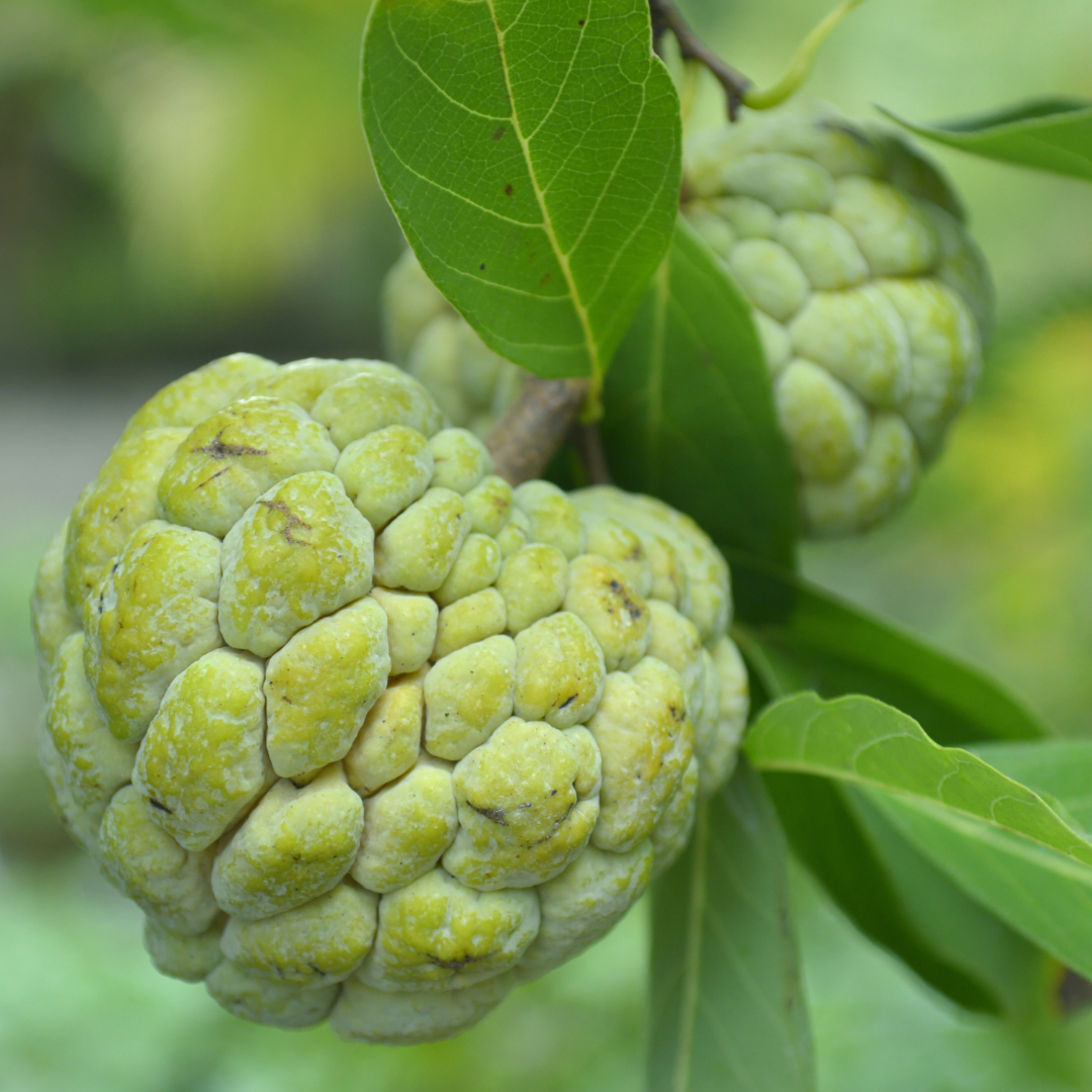 Sugar Apple / Sitafal - Green - Annona squamosa Fruit Plant – M-Tech ...