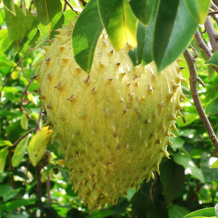 Giant Soursop (Laxman Phal) Fruit Plant – M-Tech Gardens