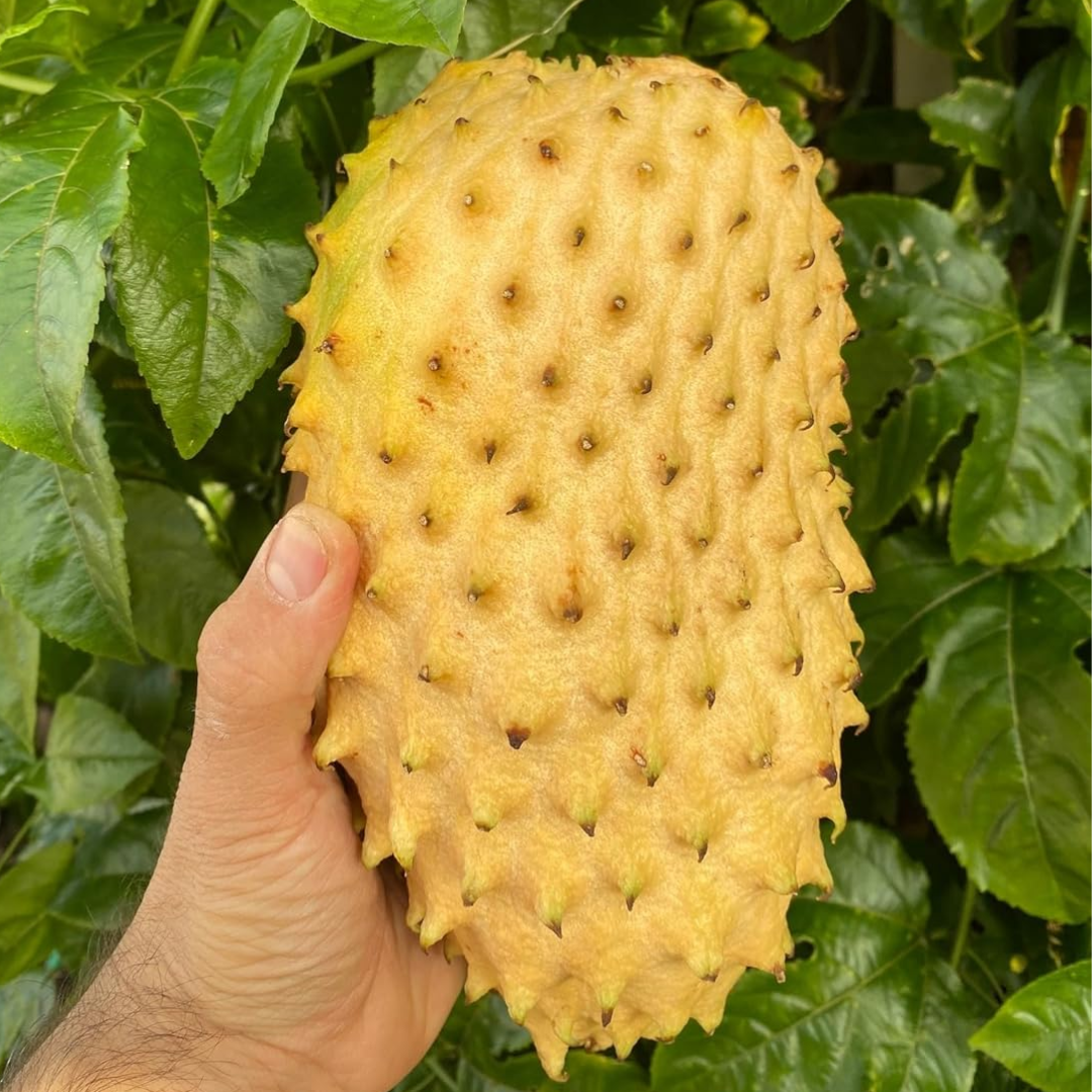 Soursop - Yellow - Annona muricata Fruit Plant – M-Tech Gardens