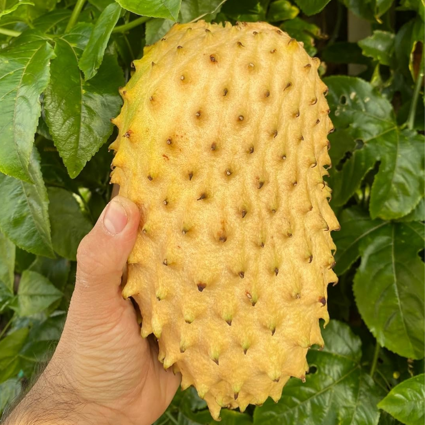 Yellow Soursop (Laxman Phal) Fruit Plant – M-Tech Gardens