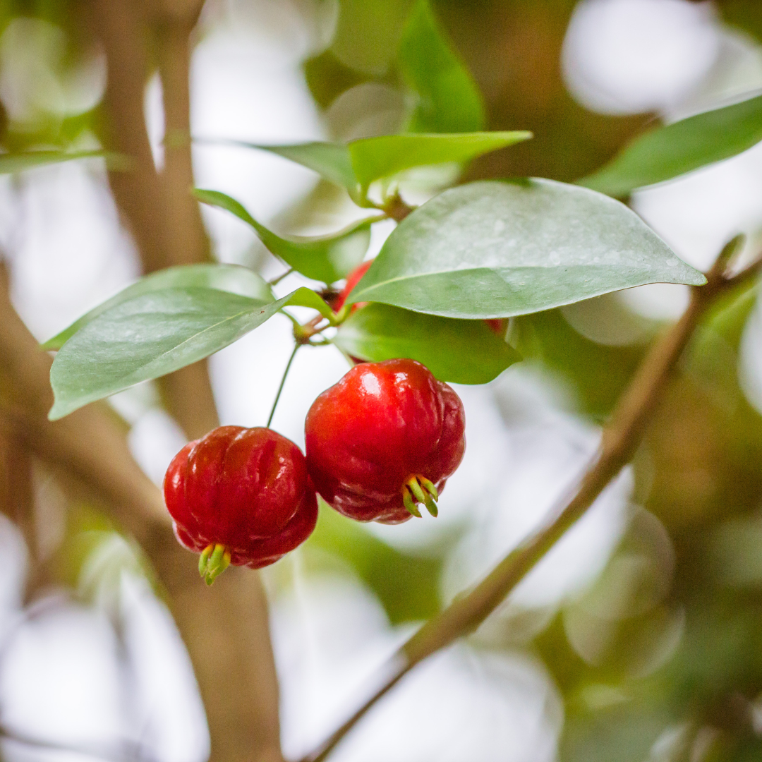 Surinam Cherry - Red - Hybrid Fruit Plant – M-Tech Gardens