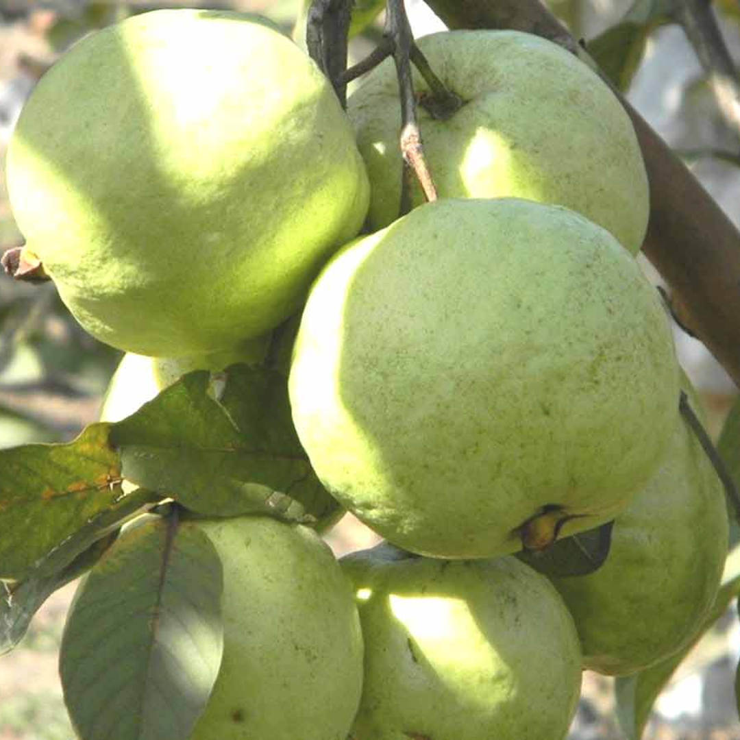 Guava - VNR Bihi - Hybrid Fruit Plant – M-Tech Gardens