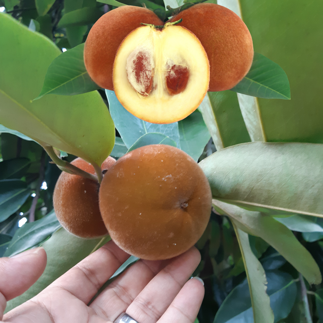 Velvet Apple / Mabolo - Diospyros blancoi Fruit Plant – M-Tech Gardens