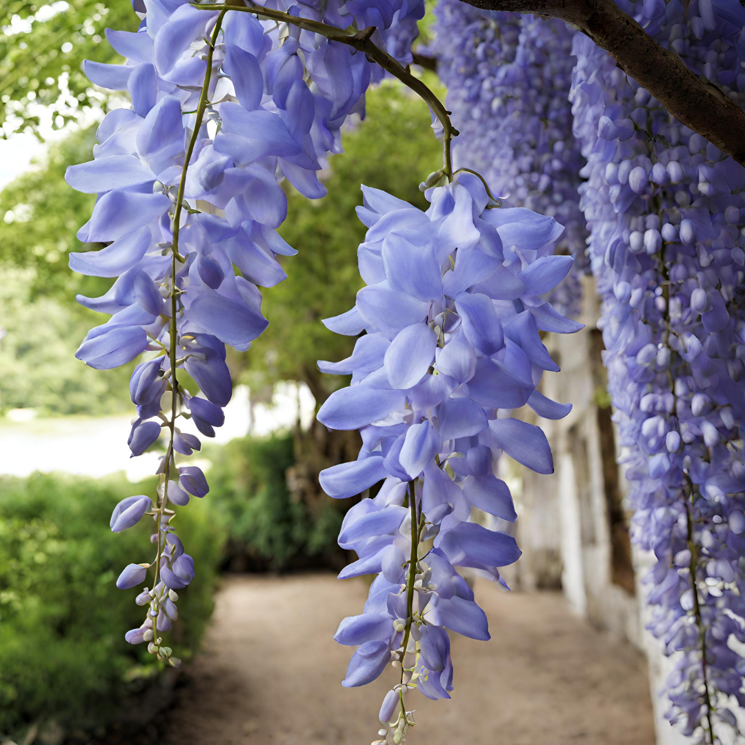 Wisteria - Blue - 10 Tree Seeds – M-Tech Gardens