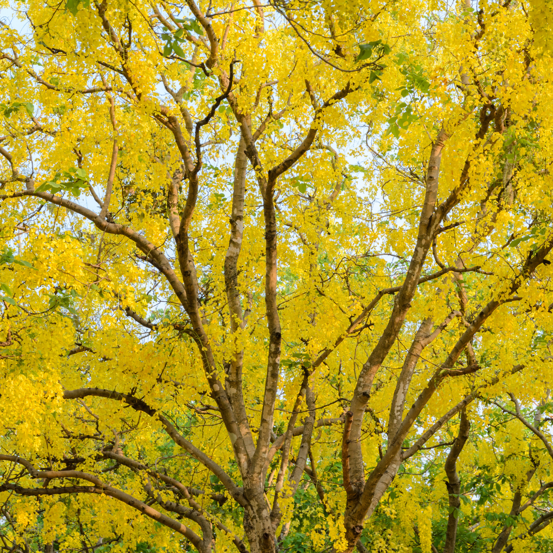 Cassia - Cassia fistula - 20 Tree Seeds – M-Tech Gardens