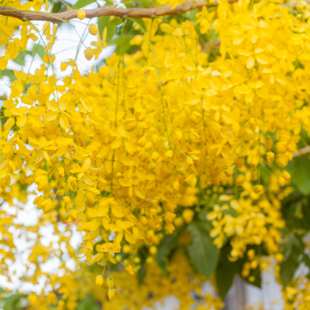 Cassia - Cassia fistula - 20 Tree Seeds – M-Tech Gardens