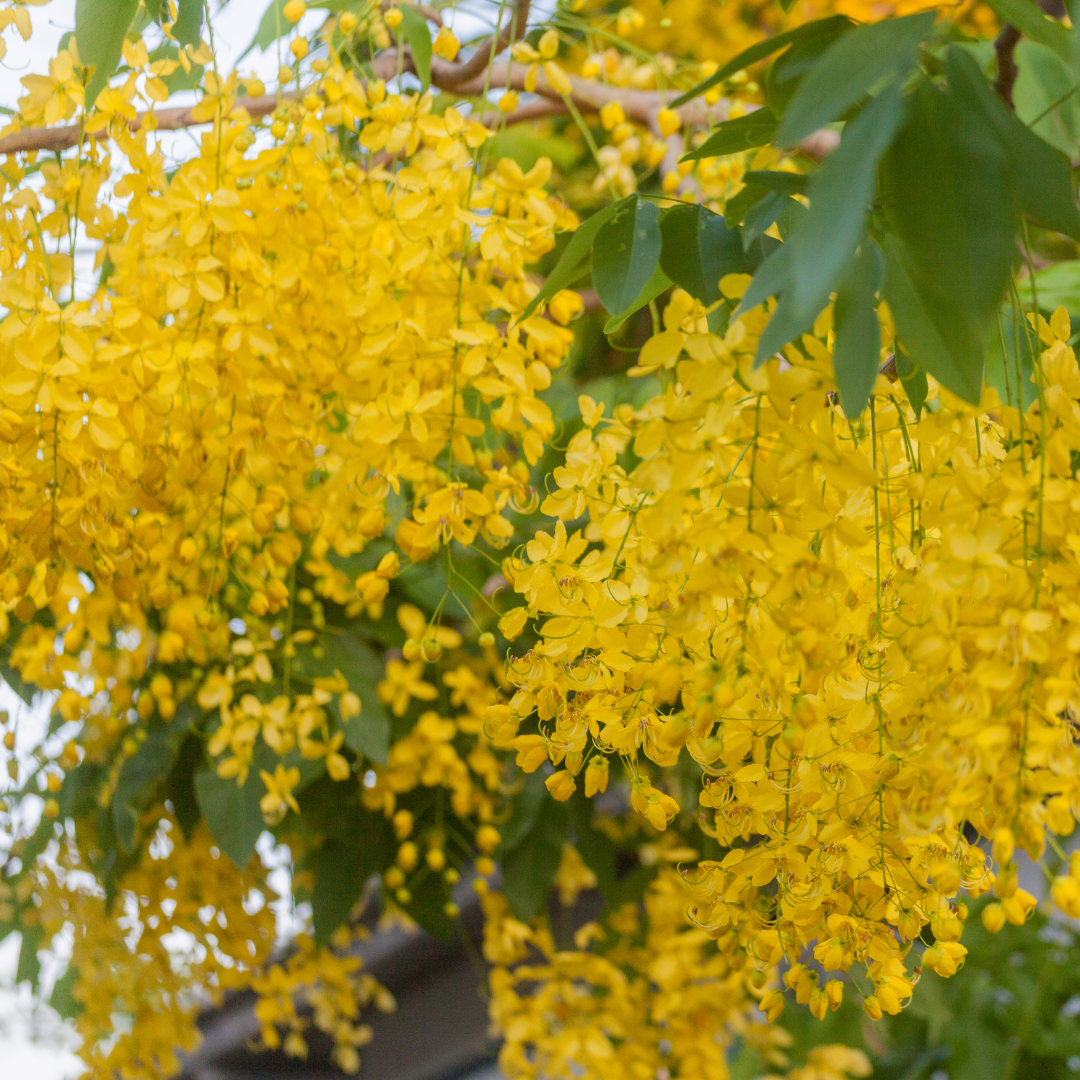 Cassia - Cassia fistula - 20 Tree Seeds – M-Tech Gardens