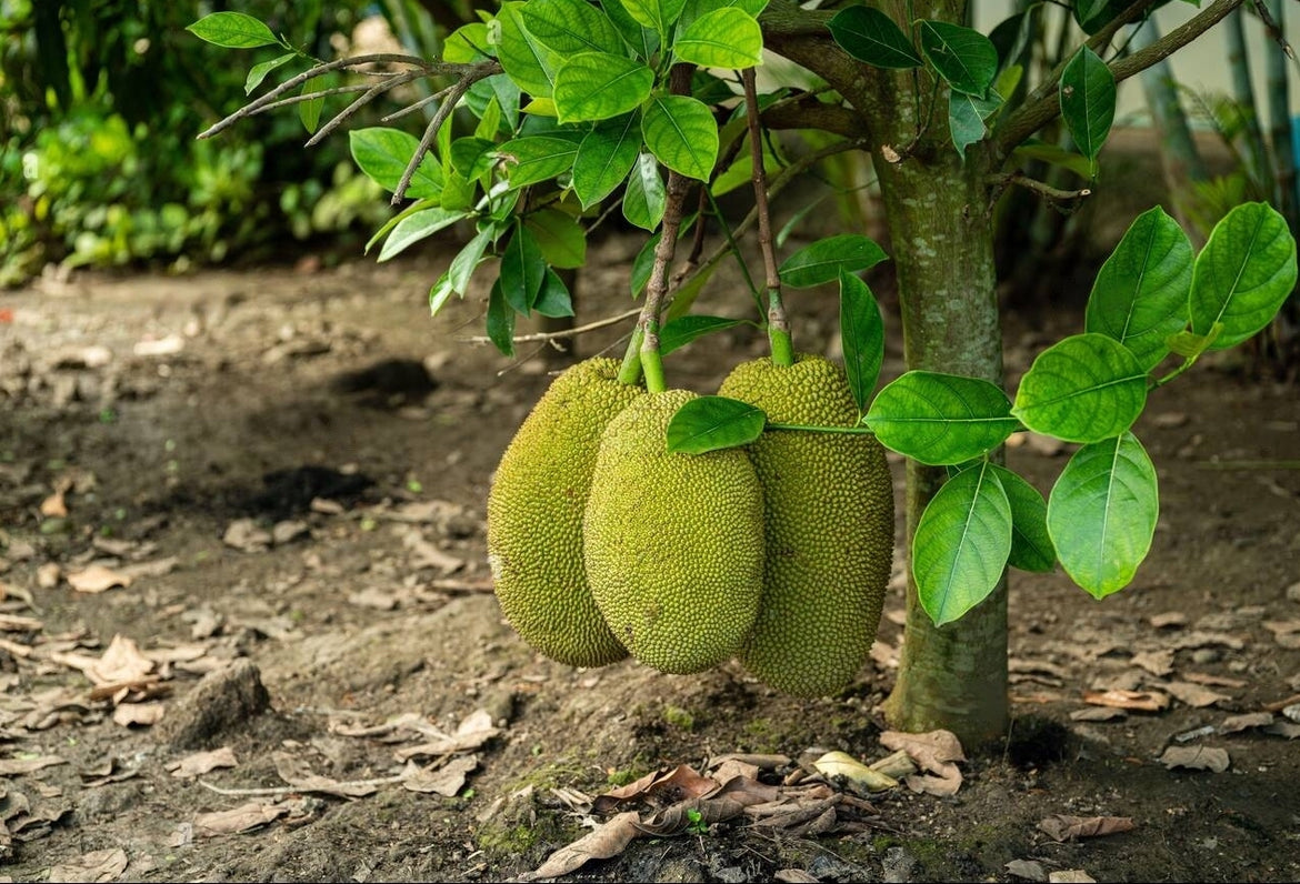 Fruit Plants – M-Tech Gardens