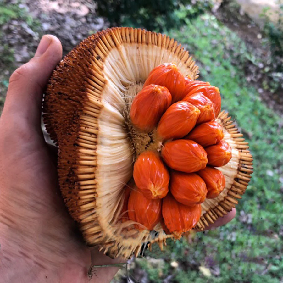 Wild Jackfruit - Red - 20 Fruit Seeds – M-Tech Gardens