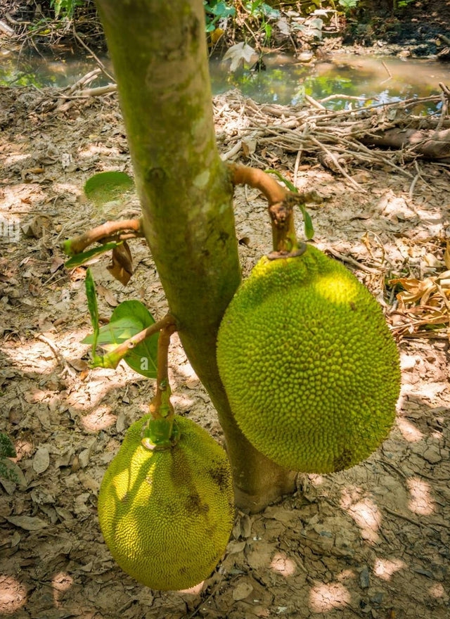 Buy Vietnam Super Early Jackfruit Plant Online – M-Tech Gardens