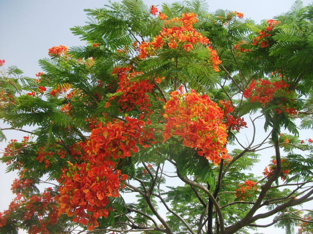 Gulmohar - Delonix regia Tree Plant – M-Tech Gardens