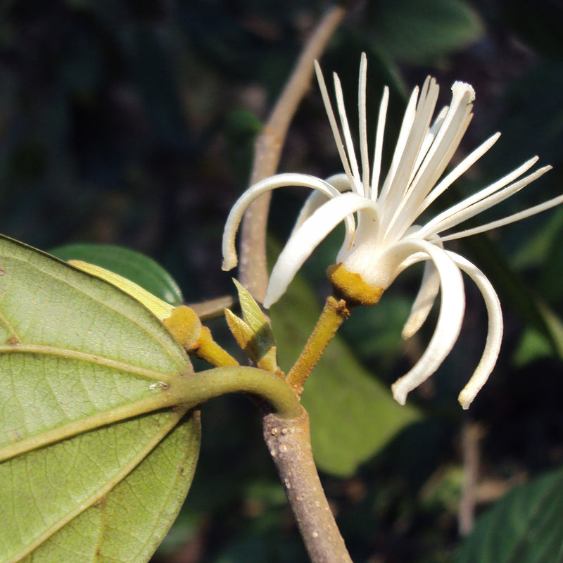 Ankolam ( Alangium salviifolium ) Medicinal Plant – M-Tech Gardens