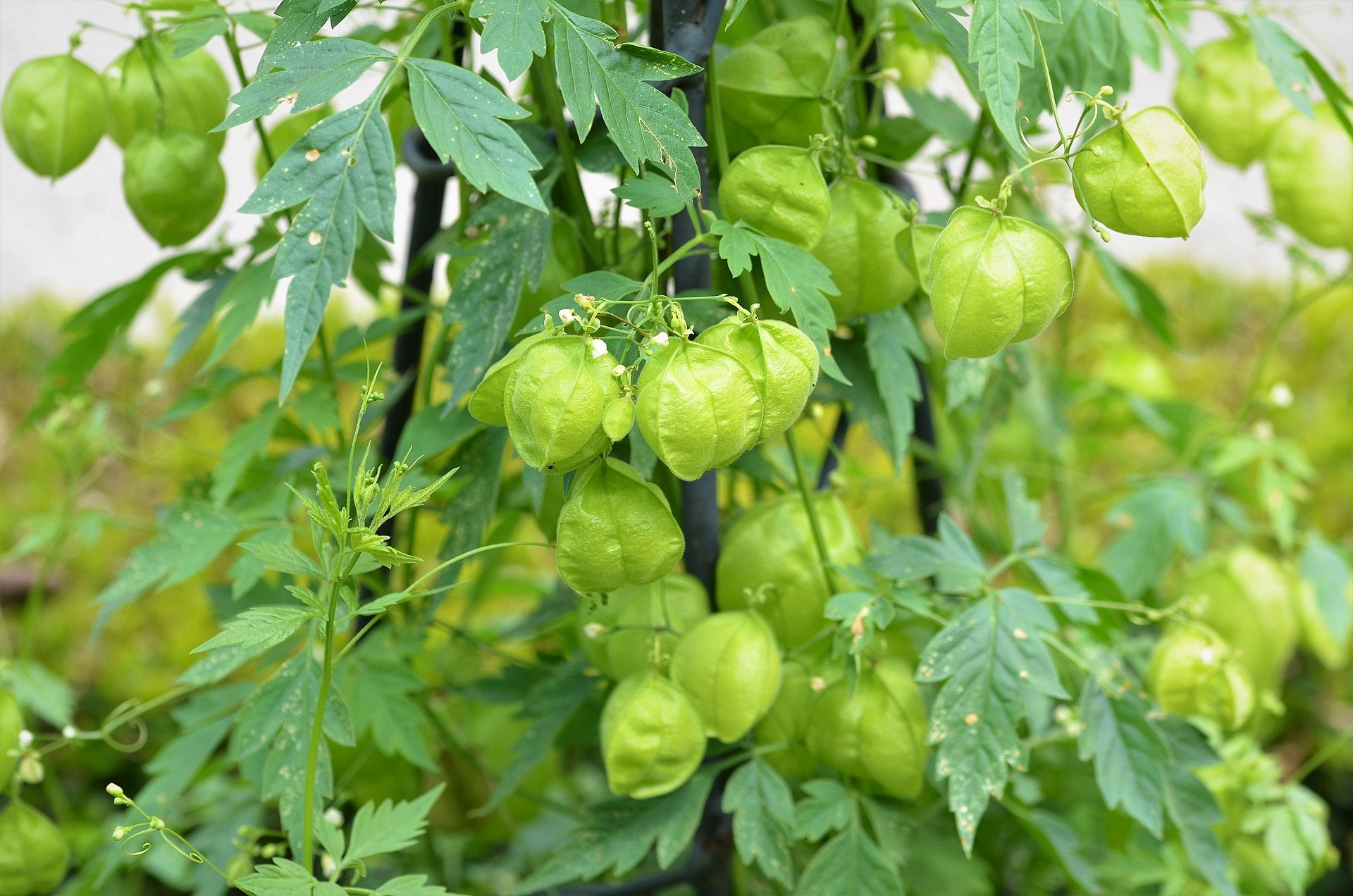 Uzhinja ( Cardiospermum helicacabum ) Medicinal Plant – M-Tech Gardens