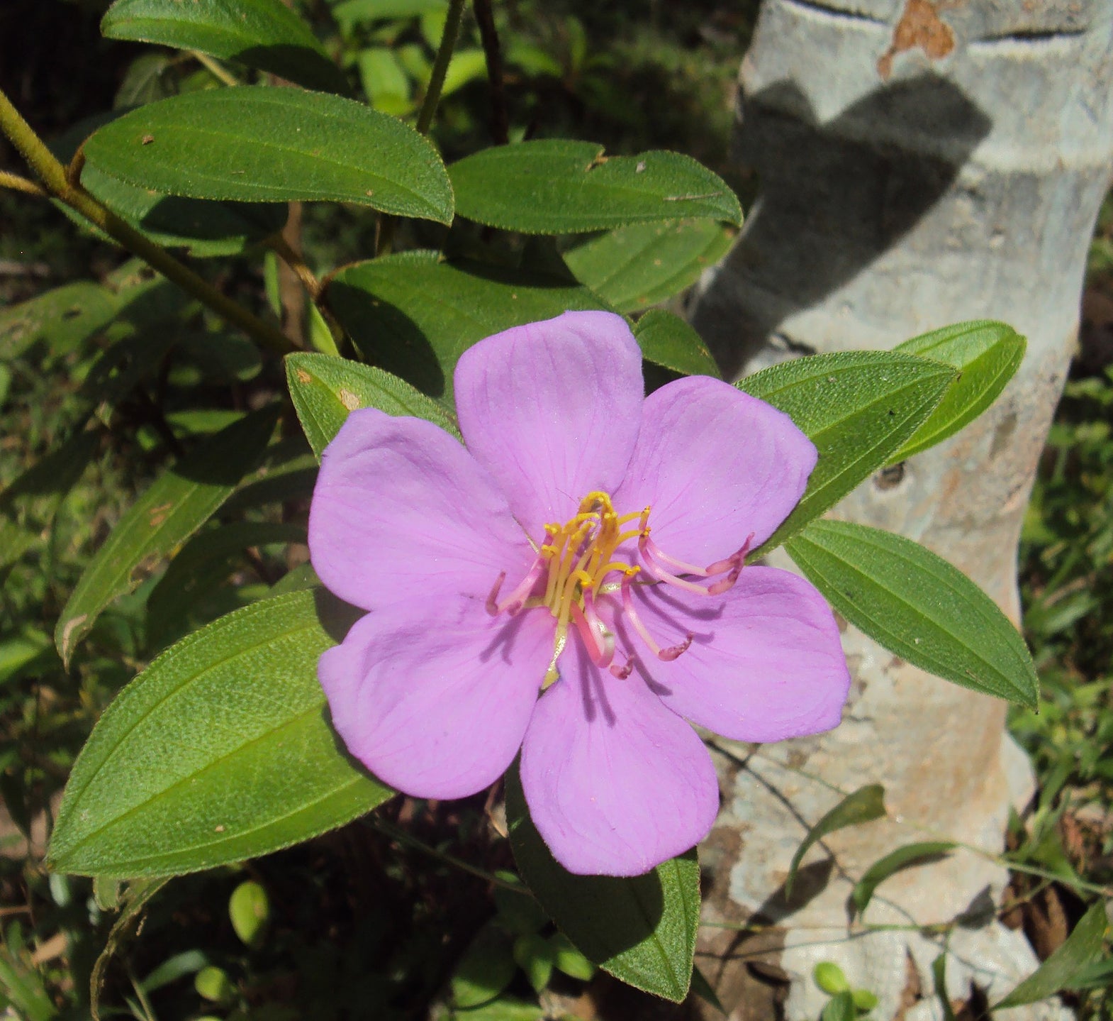Kadhali ( Melastoma malabathricum ) Medicinal Plant – M-Tech Gardens