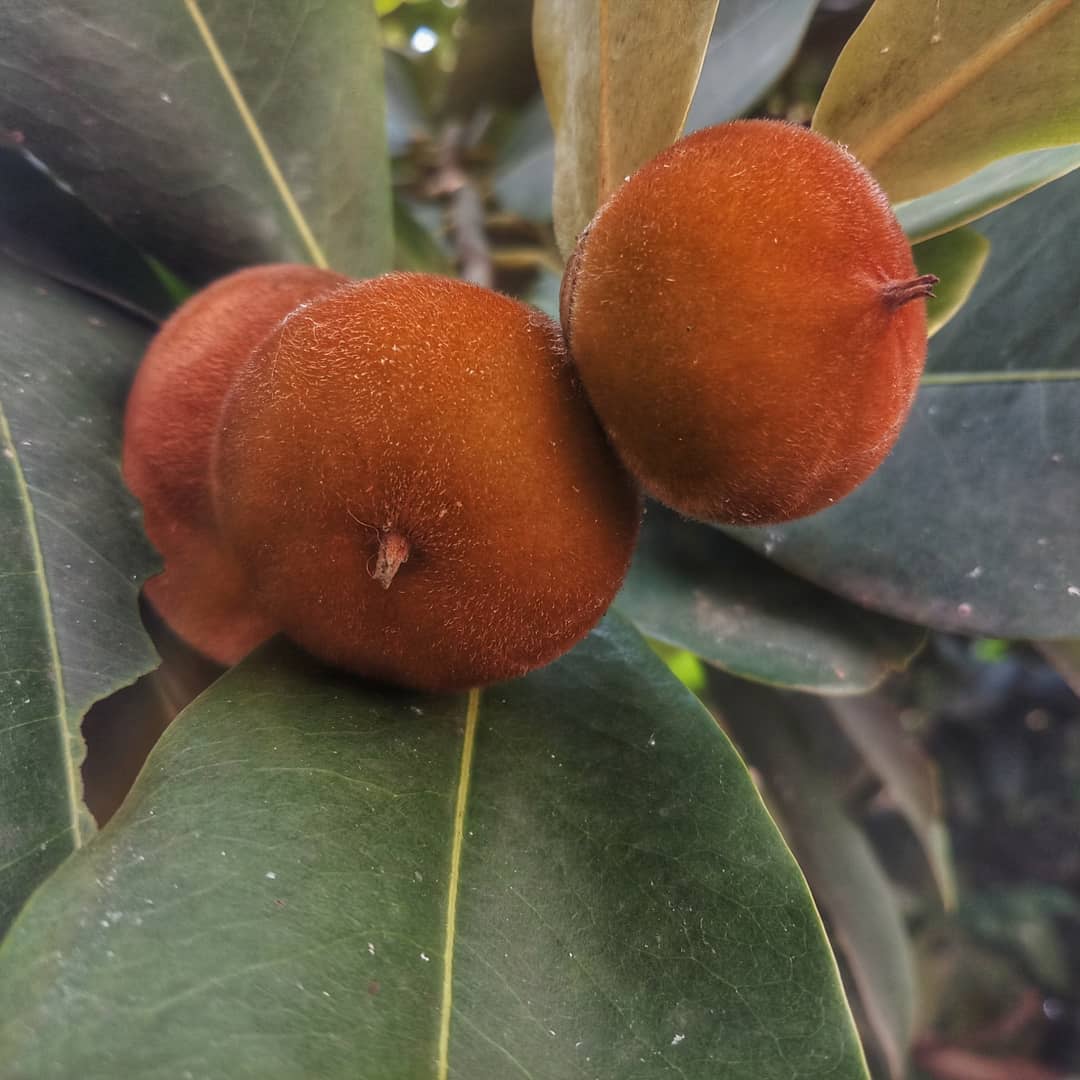 Velvet Apple - Diospyros blancoi Fruit Plant – M-Tech Gardens