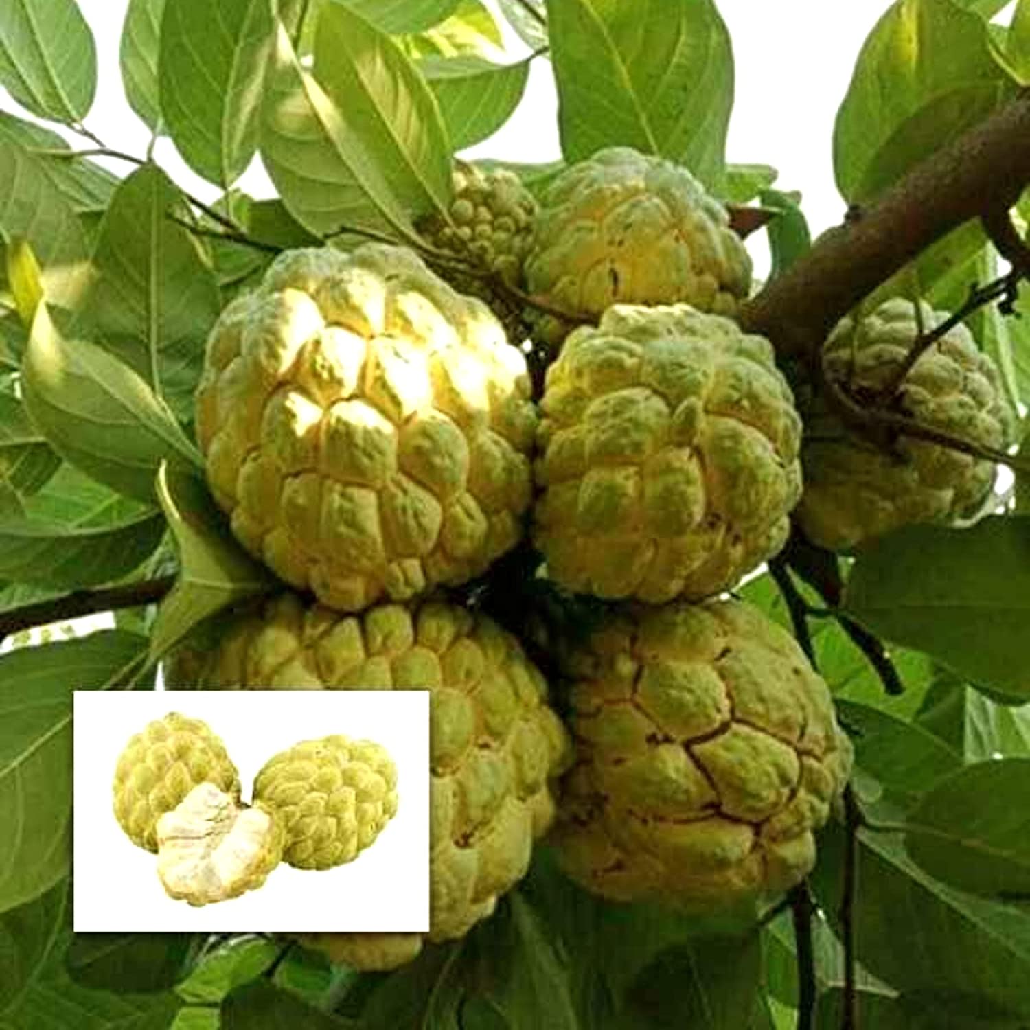 Sitafal Golden - Annona squamosa Fruit Plant – M-Tech Gardens