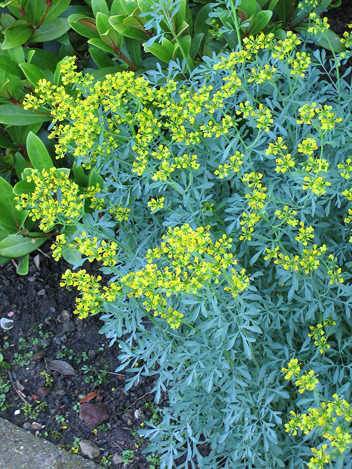 Arutha ( Ruta graveolens ) Medicinal Plant – M-Tech Gardens