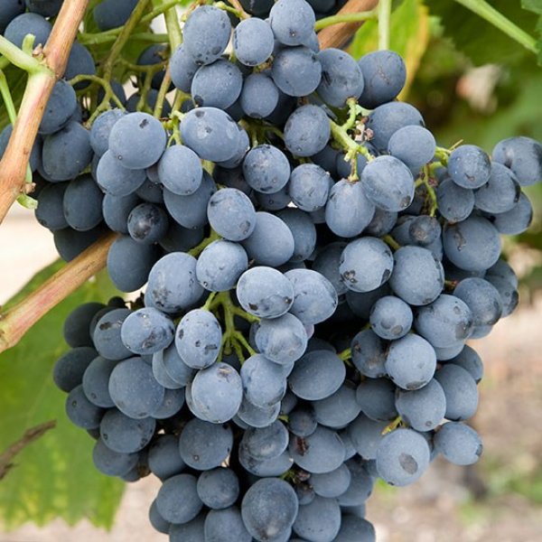 Hybrid Grape - Autumn Royal Grape Vine Fruit Plant – M-Tech Gardens