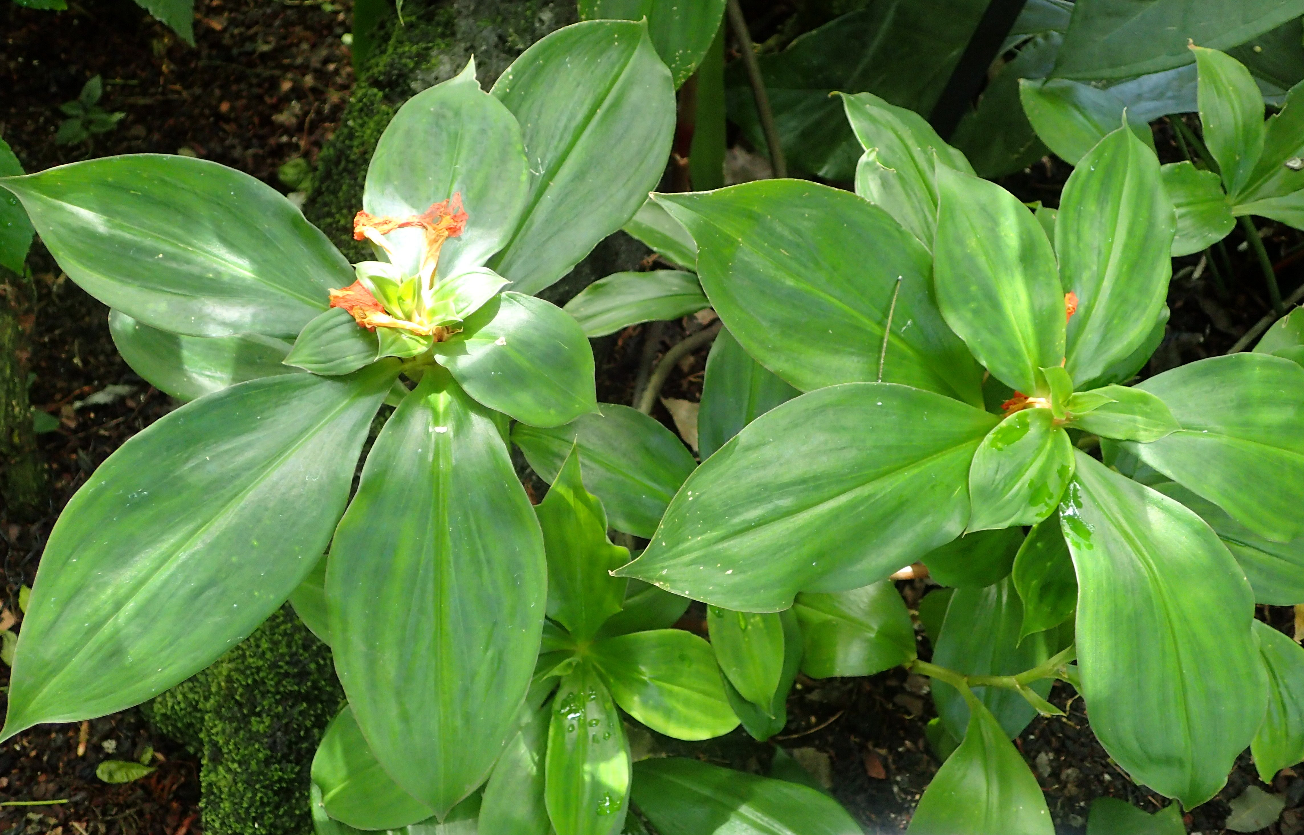 Insulin Plant ( Costus igneus ) Medicinal Plant – M-Tech Gardens