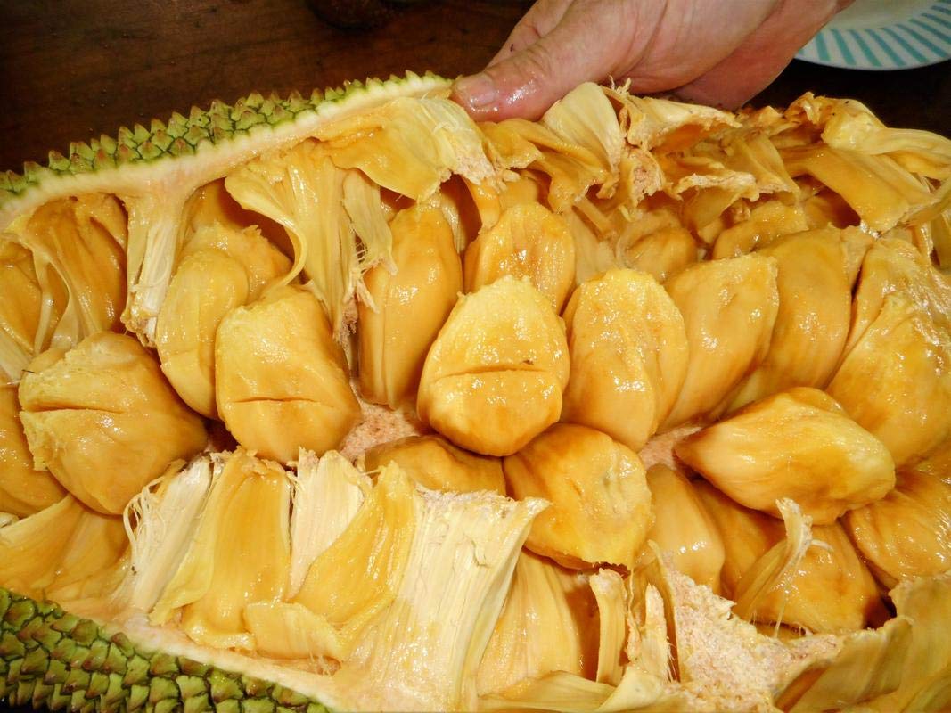 Buy Jackfruit Plant Online – M-Tech Gardens
