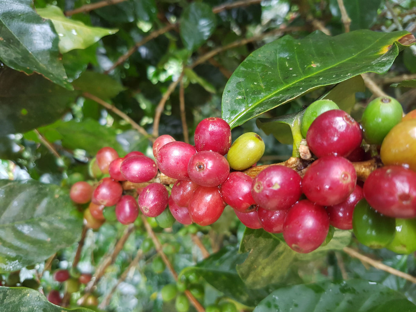 Mysore Nugget Coffee Plant – M-Tech Gardens