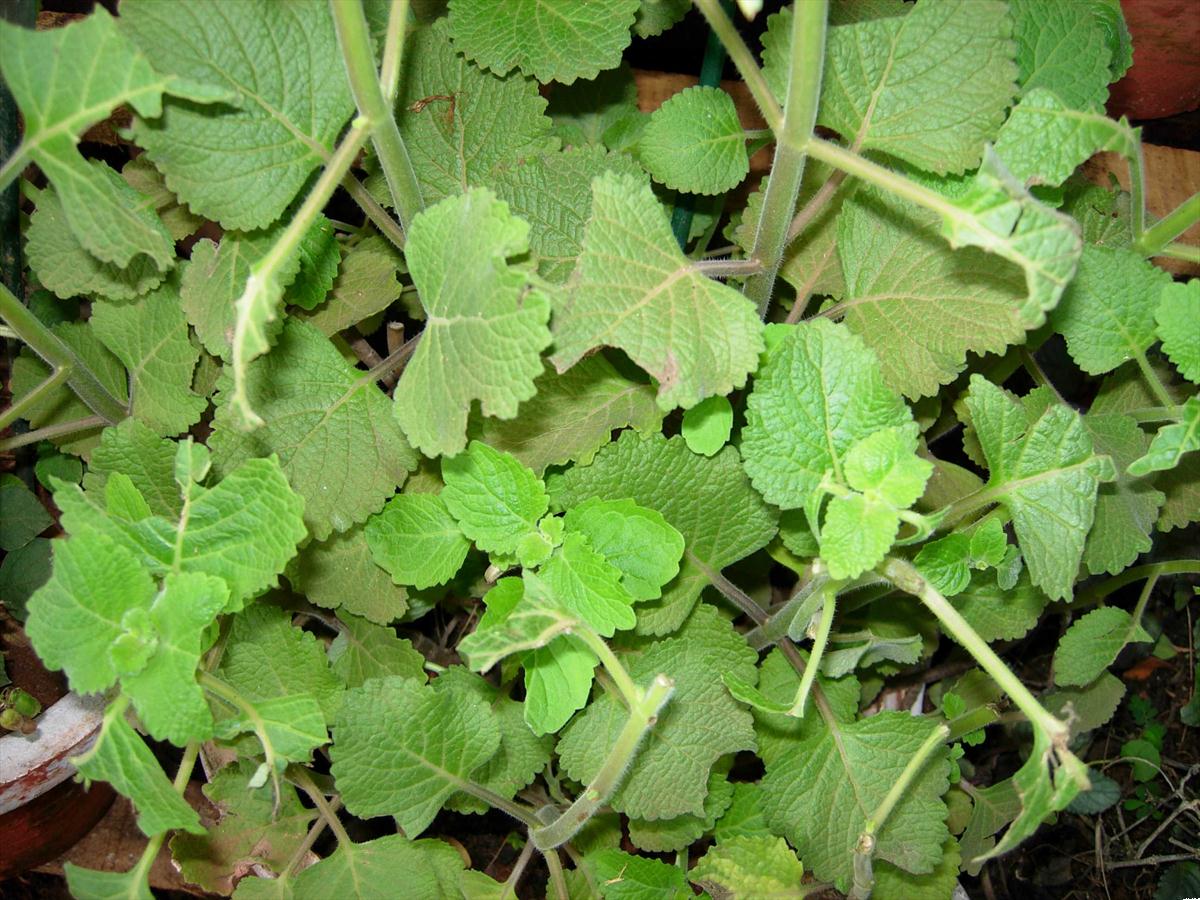 Iruveli ( Coleus zeylanicus ) Medicinal Plant – M-Tech Gardens