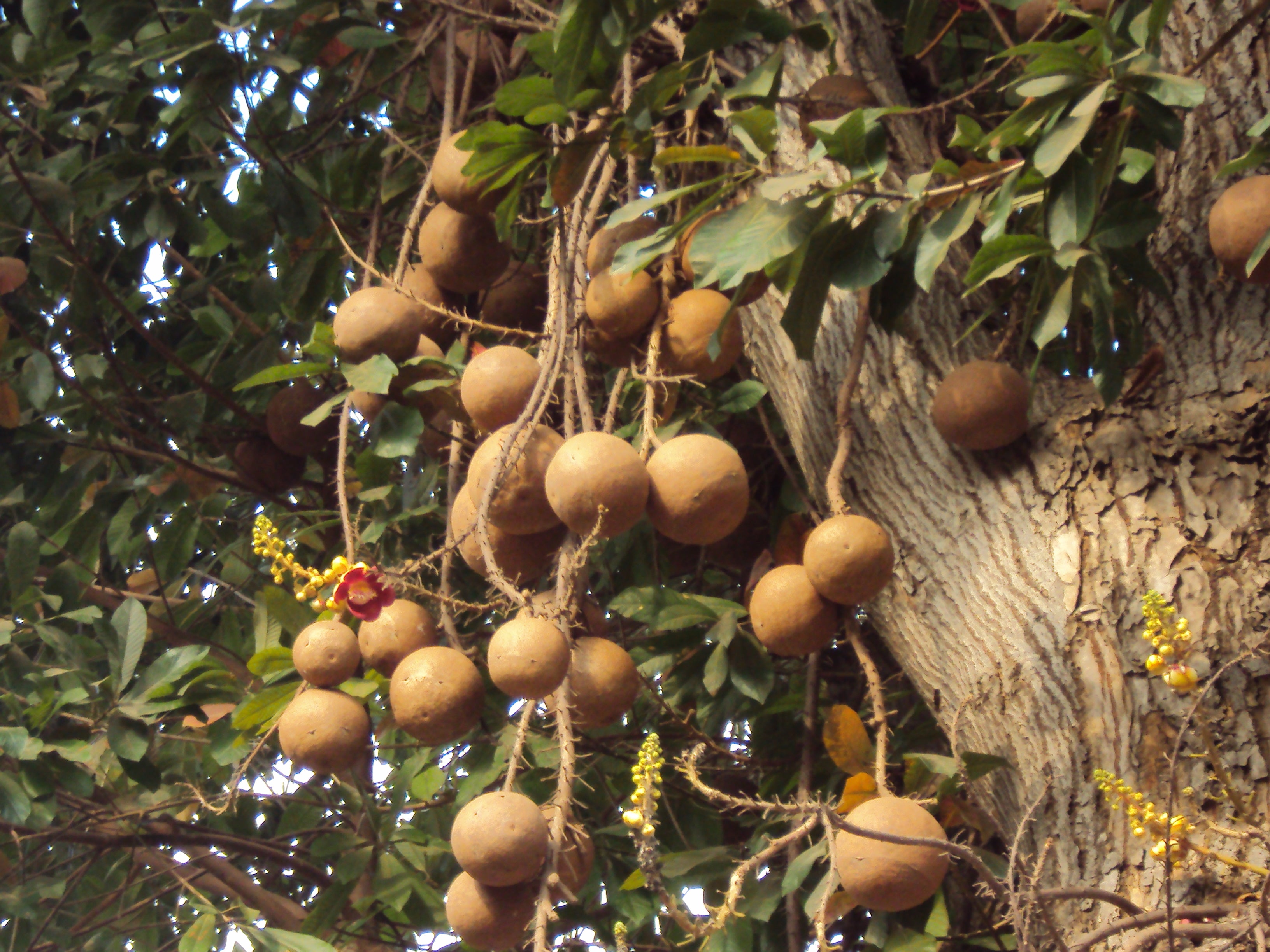 Nagalingam ( Couroupita guianensis ) Medicinal Plant – M-Tech Gardens