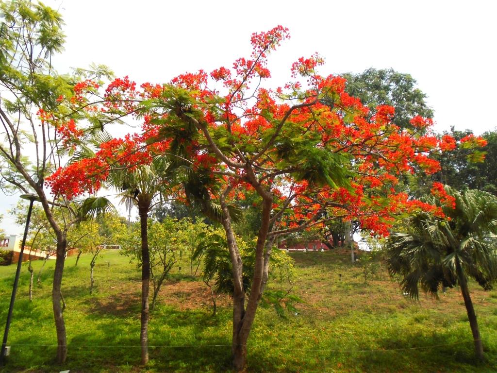 Gulmohar - Delonix regia Tree Plant – M-Tech Gardens