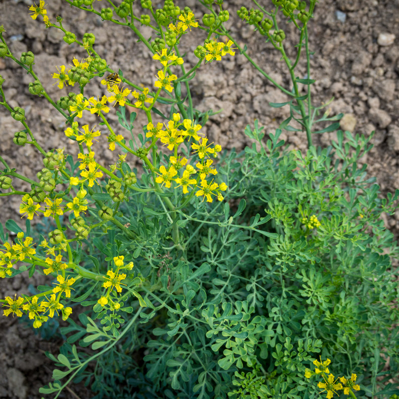 Arutha ( Ruta graveolens ) Medicinal Plant – M-Tech Gardens