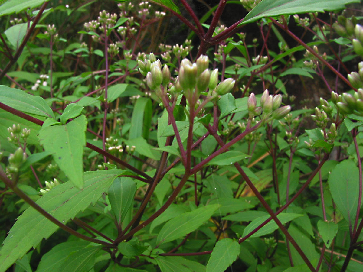 Ayyapana ( Ayapana triplinervis ) Medicinal Plant – M-Tech Gardens