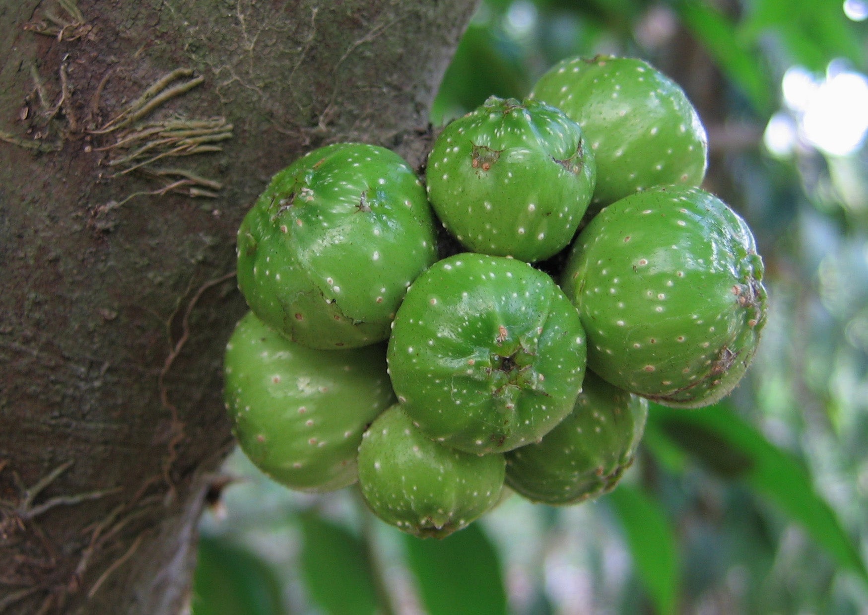 Erumanaakku ( Ficus hispida ) Medicinal Plant – M-Tech Gardens