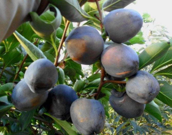 Persimmon " Black " Exotic 5 Fruit Seeds – M-Tech Gardens