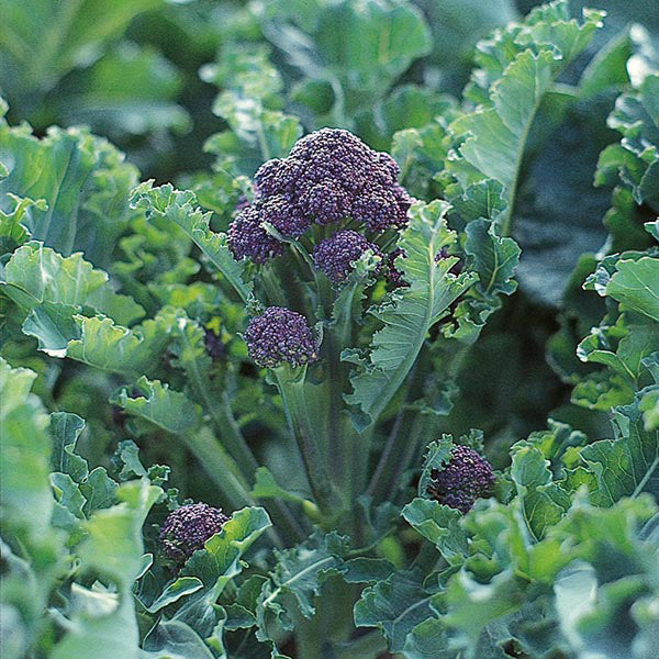 Broccoli " Long Cropping " Exotic 20 Vegetable Seeds – M-Tech Gardens