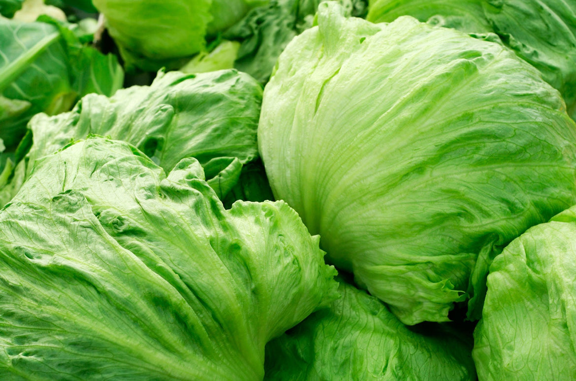 Lettuce " Iceberg " Exotic 20 Vegetable Seeds – M-Tech Gardens