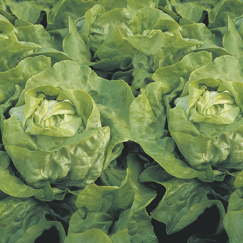 Lettuce " Clarion " Exotic 20 Vegetable Seeds – M-Tech Gardens