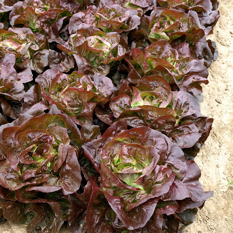 Lettuce " Laurenzio " Exotic 20 Vegetable Seeds – M-Tech Gardens