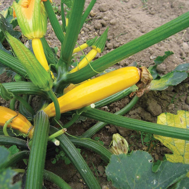 Zucchini " Atena Polka " Exotic 10 Vegetable Seeds – M-Tech Gardens