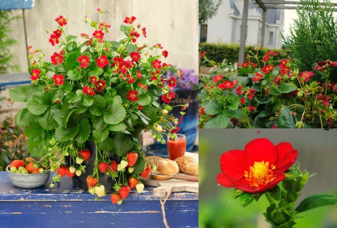 Strawberry " Ruby Ann " Exotic 30 Fruit Seeds – M-Tech Gardens