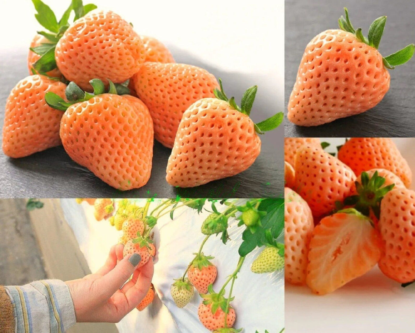 Strawberry " Momo Ichigo " Exotic 30 Fruit Seeds – M-Tech Gardens