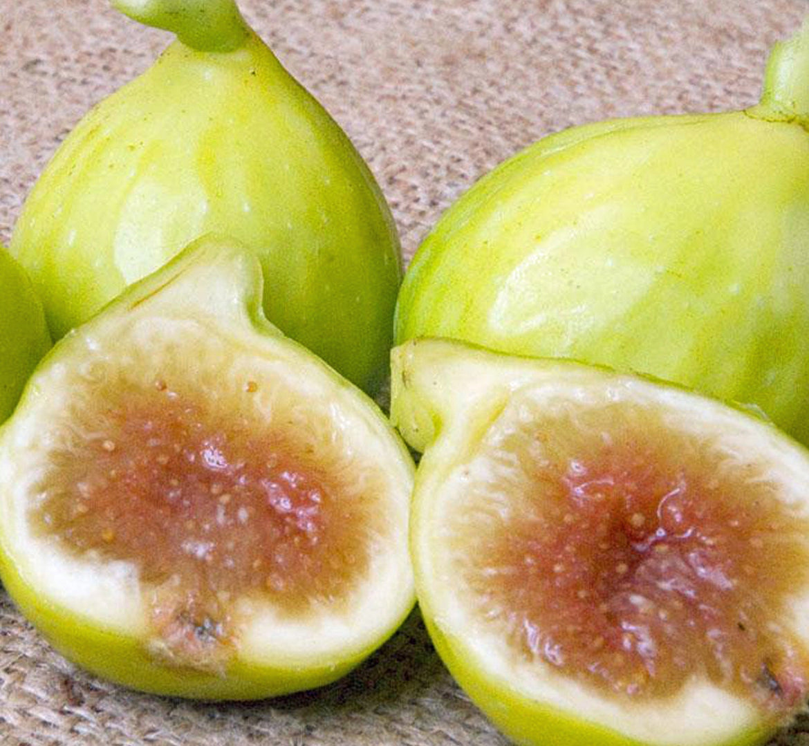 Fig " Kadota " Exotic 30 Fruit Seeds – M-Tech Gardens