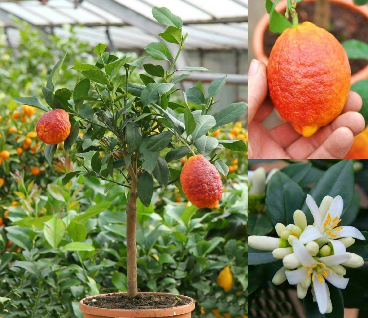 Lemon " Red Lemon " Exotic 10 Fruit Seeds – M-Tech Gardens