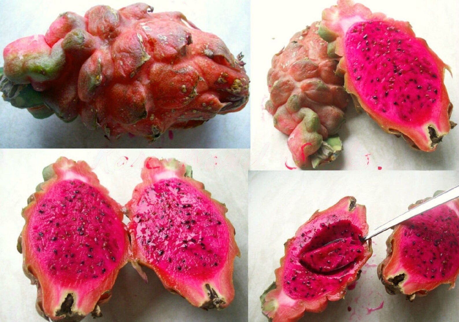 Dragon " Red Baron " Exotic 30 Fruit Seeds – M-Tech Gardens