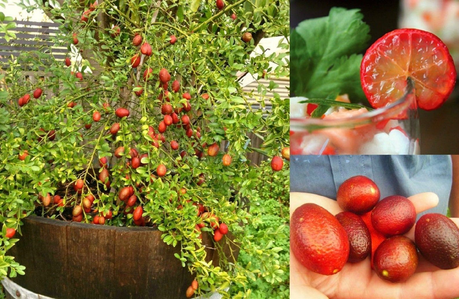Lemon " Australian Blood Lime " Exotic 10 Fruit Seeds – M-Tech Gardens