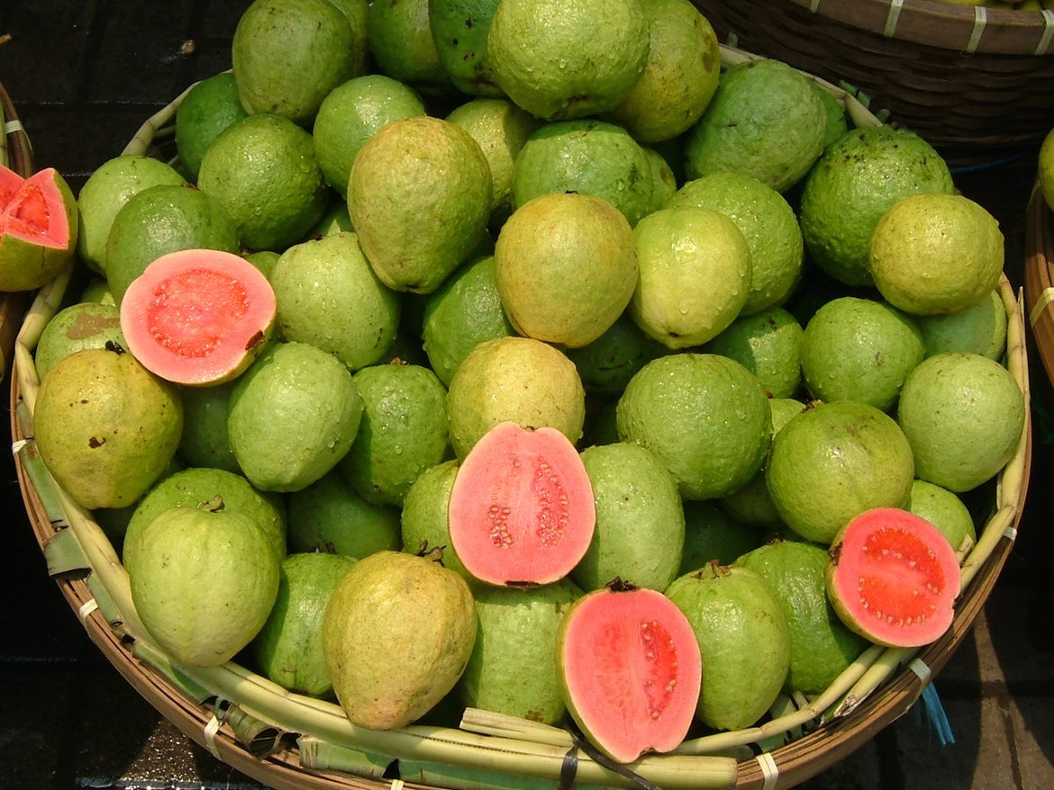 Guava " Lalit " Exotic 40 Fruit Seeds – M-Tech Gardens