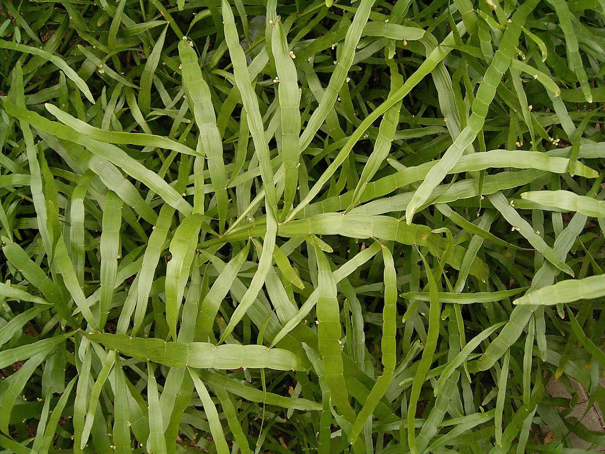 Pazhuthara Chedi ( Homalocladium platycladum ) Medicinal Plant – M-Tech ...