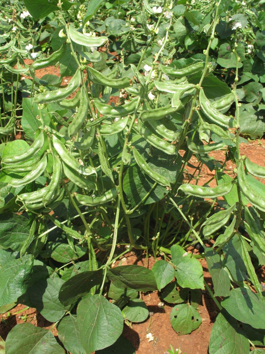 Dolichos Bean " Arka Krishna " Exotic 10 Vegetable Seeds – M-Tech Gardens