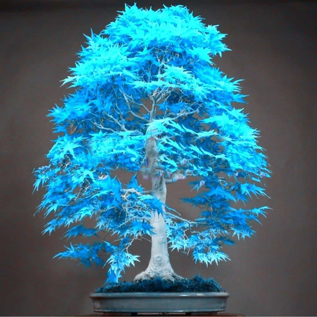 Maple " Blue Maple " Exotic 10 Tree Seeds – M-Tech Gardens